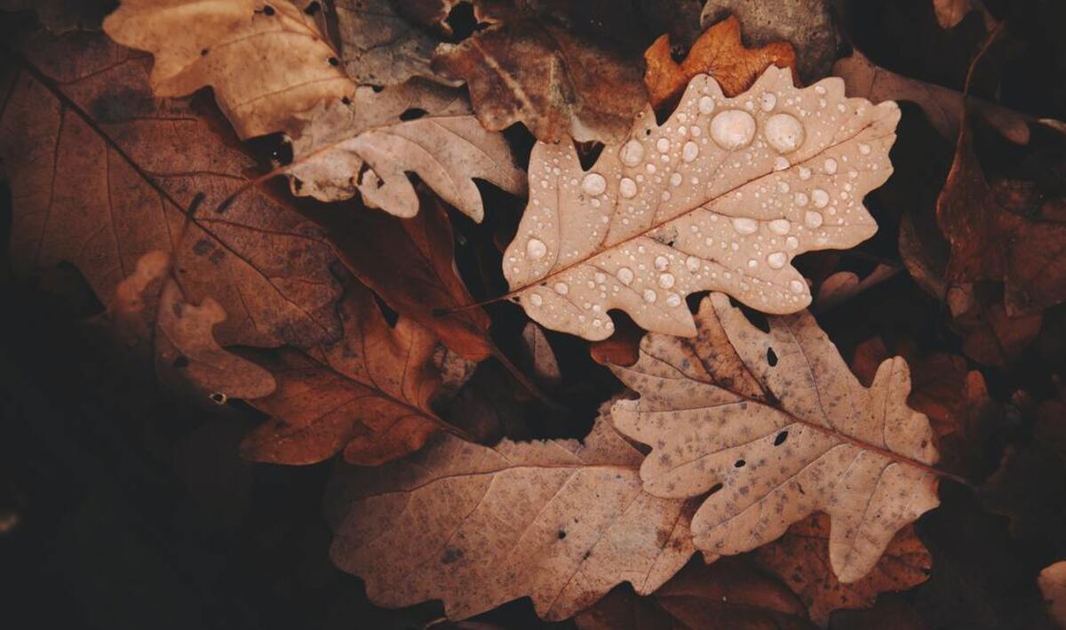 Creating Fall Playlists for Your Radio Station